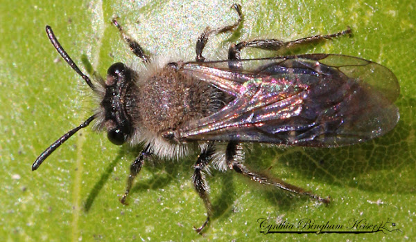 Mining Bee | Project Noah