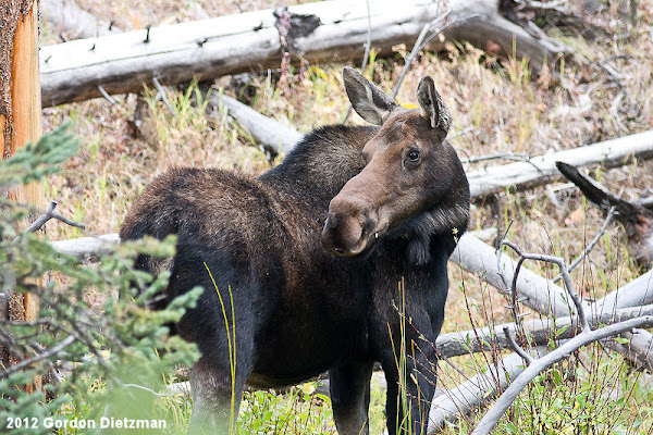 Moose | Project Noah