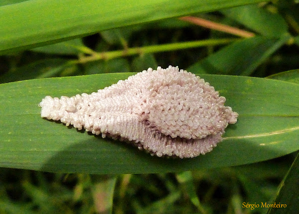 Oothecae (egg masses) of Praying mantis | Project Noah