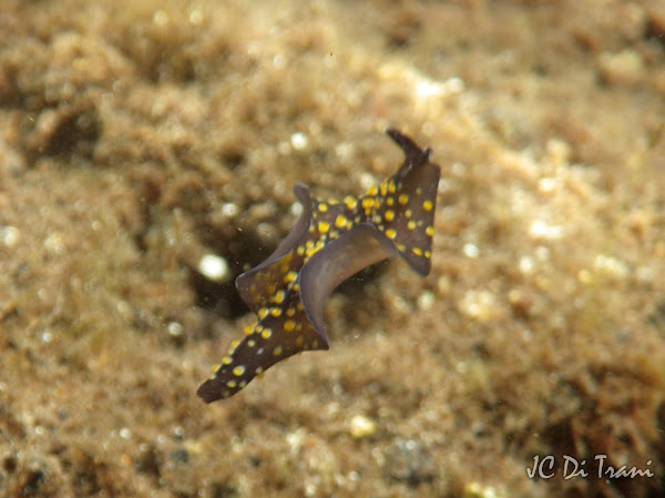 Nudibranch | Project Noah