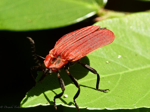 Lycid beetle | Project Noah