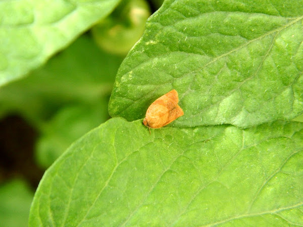 Carnation Tortrix | Project Noah