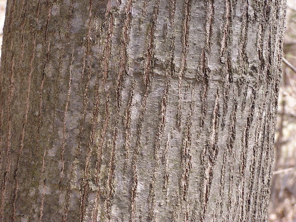 Northern Red Oak | Project Noah