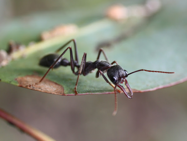 Inchman (Bulldog-ant) | Project Noah