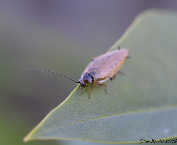 Dusky Cockroach | Project Noah