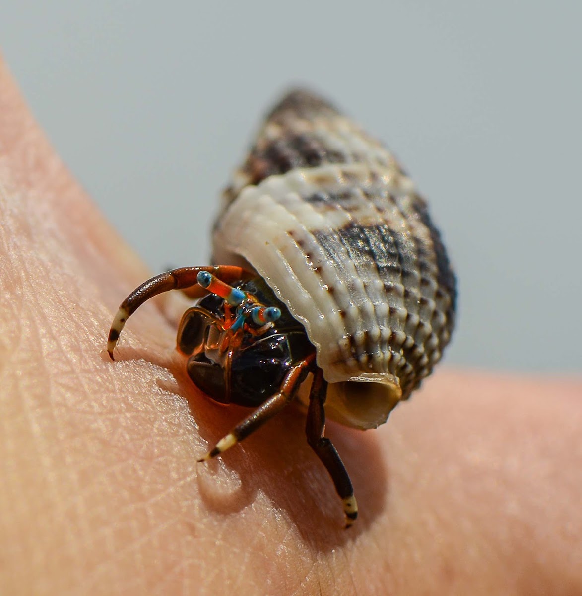 Dwarf Zebra Hermit Crab | Project Noah