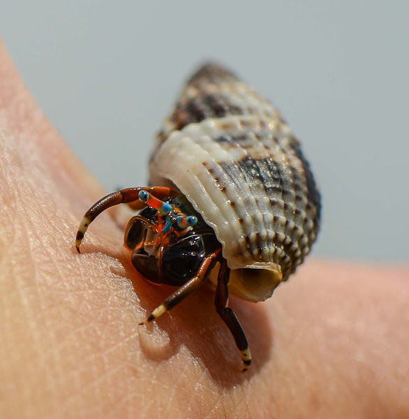Dwarf Zebra Hermit Crab | Project Noah