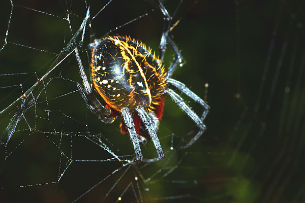 Tropical Orbweaver | Project Noah