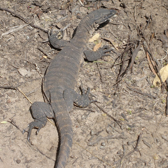 Heath Monitor Lizard | Project Noah