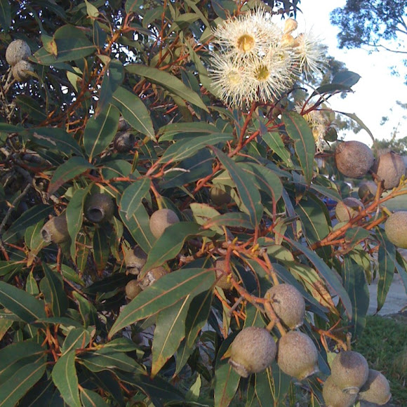 Gumnut tree | Project Noah