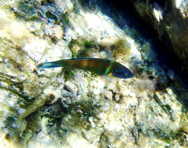 Pez verde (macho) | Project Noah