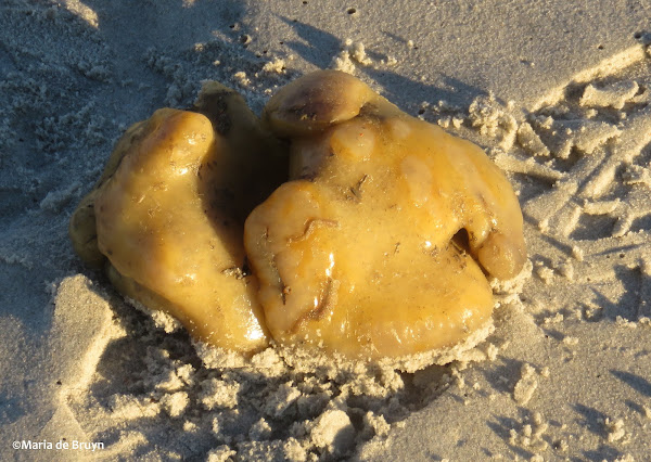 Sea pork | Project Noah