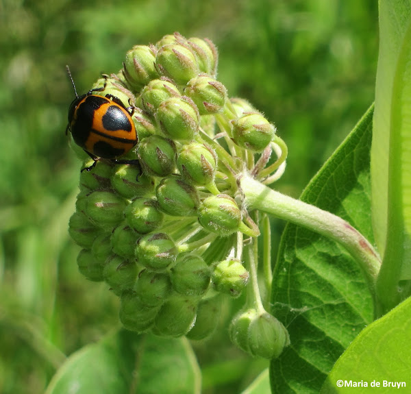 Swamp milkweed leaf beetle | Project Noah