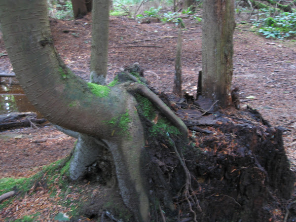 Western Hemlock | Project Noah