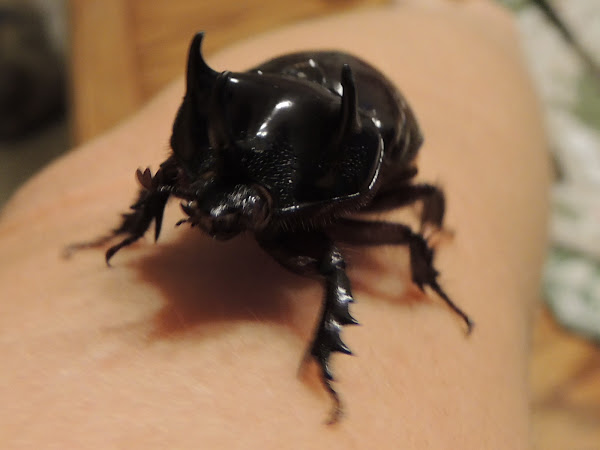 Ox Beetle, male | Project Noah