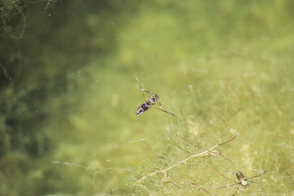 Common Backswimmer | Project Noah