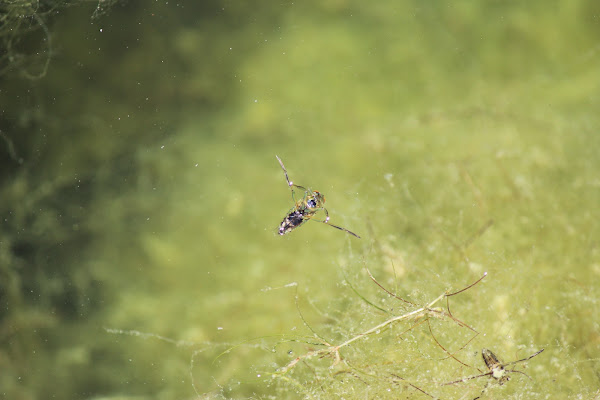 Common Backswimmer | Project Noah