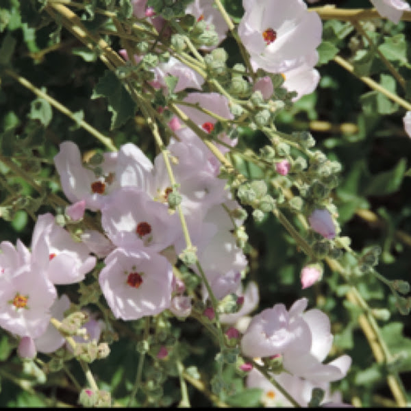 Bush mallow | Project Noah