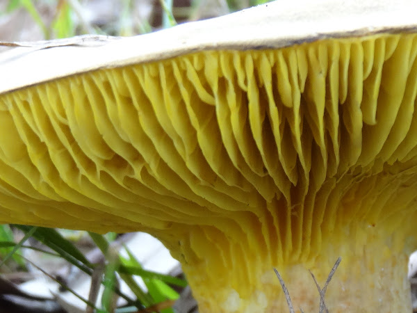 Golden gilled bolete | Project Noah