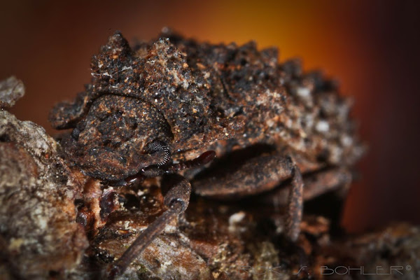 Horned Fungus Beetle | Project Noah