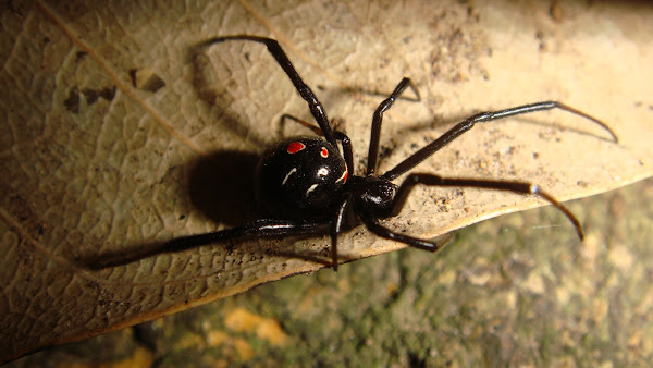 Viuda negra | Project Noah