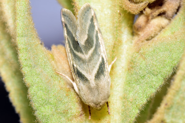 Tobacco Budworm Moth | Project Noah