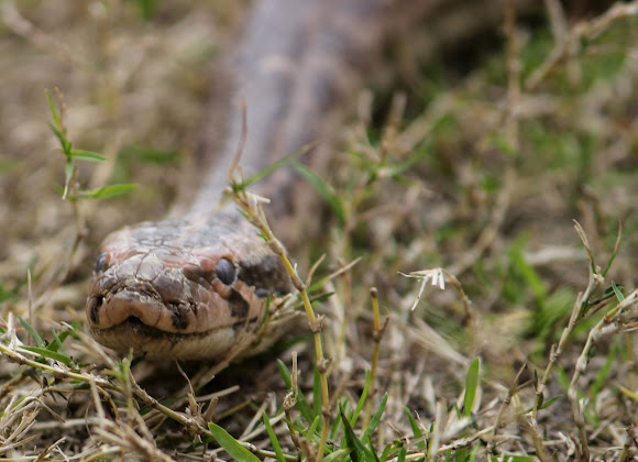 Indian rock python | Project Noah