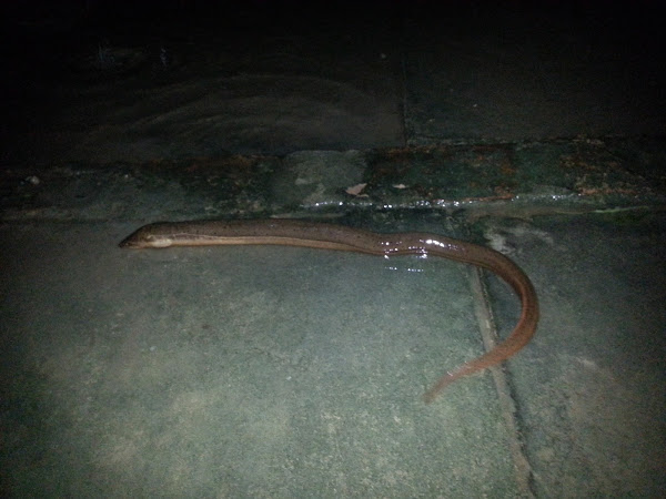 Cuchia | Project Noah