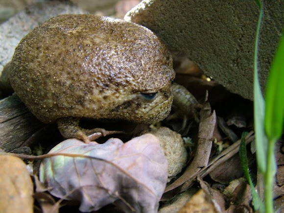 Cape Rain Frog | Project Noah