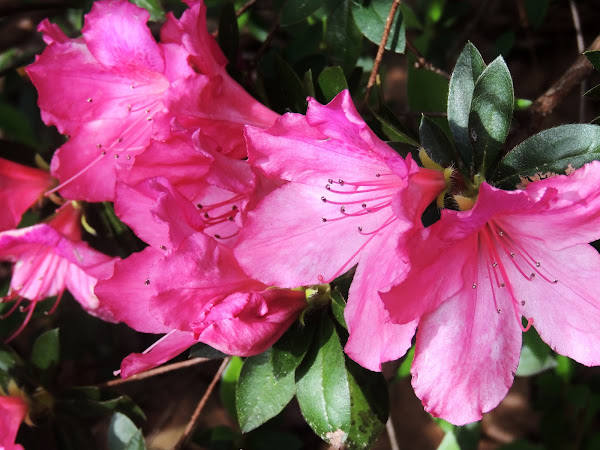 Azalea flowers | Project Noah