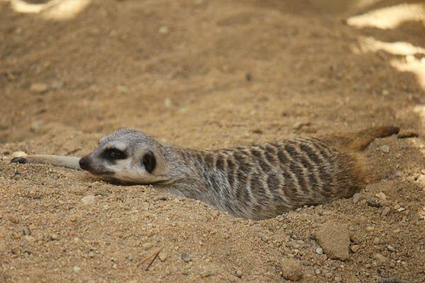 Suricata | Project Noah