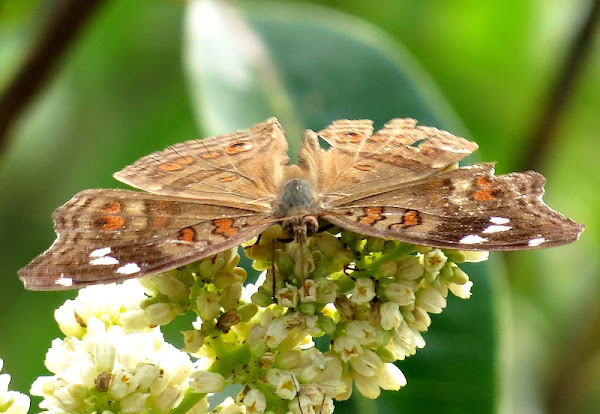 Brown commodore | Project Noah