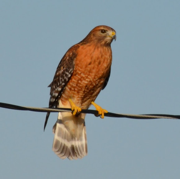 Red-shouldered Hawk | Project Noah