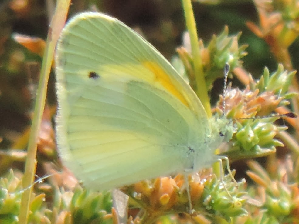 Redirecting to https://projectnoah.org/spotting/594986