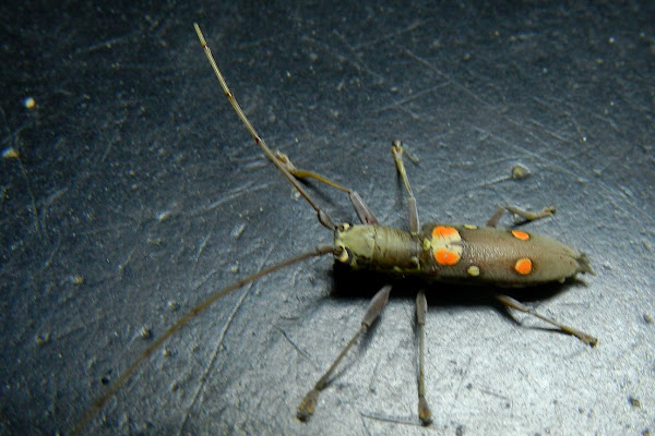 Longicorn beetle | Project Noah