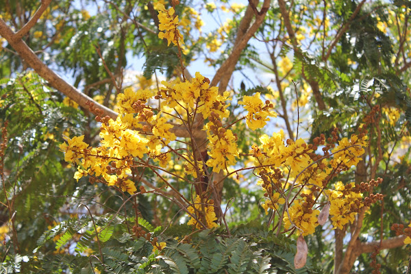Yellow Flame Tree | Project Noah