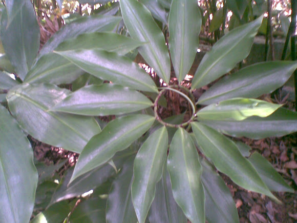 Crêpe ginger | Project Noah