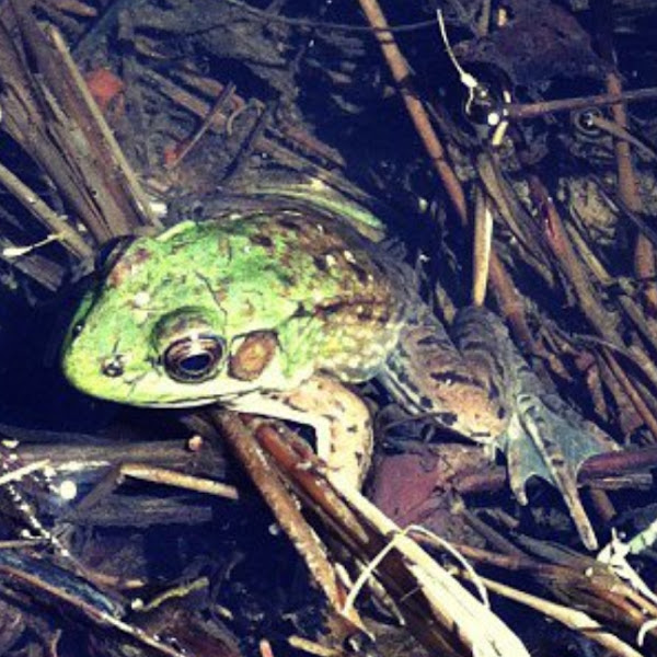 Green Frog | Project Noah