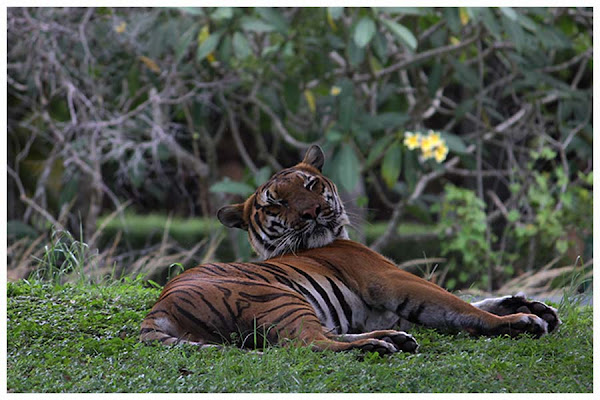 The tiger | Project Noah