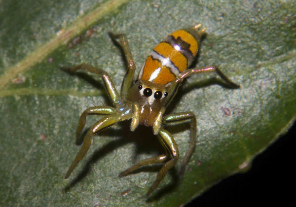 Green Tree Ant Spider (male) | Project Noah