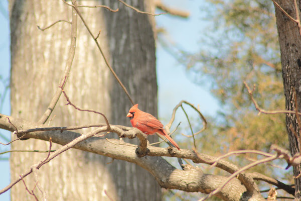 Northern Cardinal | Project Noah