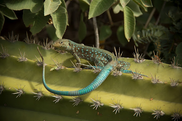 Aruba Whiptail Lizard | Project Noah