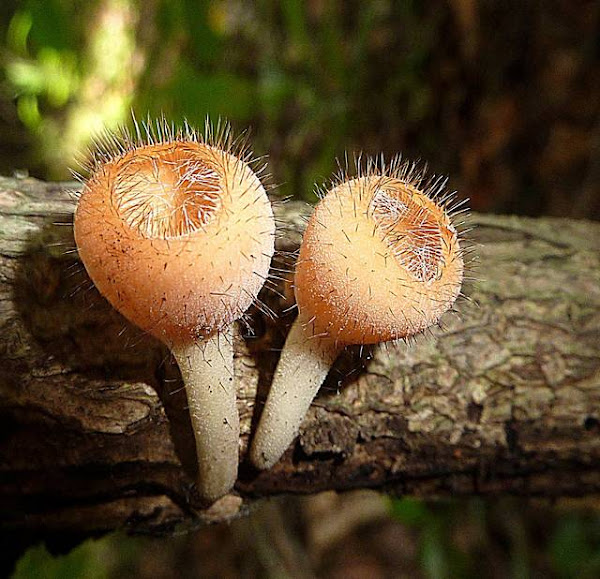 Hongo | Project Noah