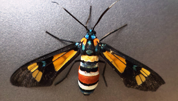 Wasp moth | Project Noah