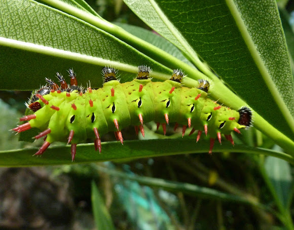 Suraka Silk Moth | Project Noah