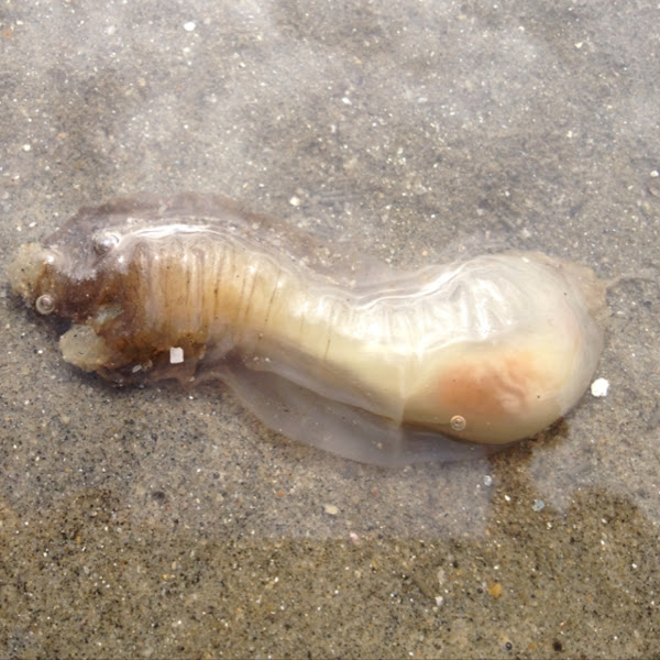 Sea vase tunicate | Project Noah