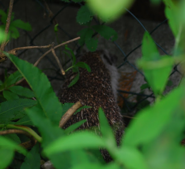 Hedgehog, Igel | Project Noah