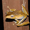 Borneo eared frog | Project Noah