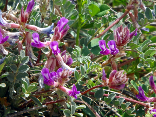 Short's Milkvetch | Project Noah