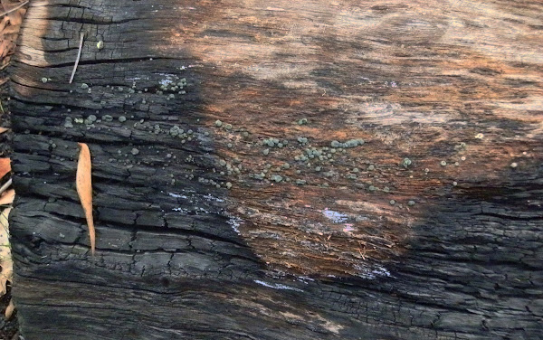 Grey discs | Project Noah